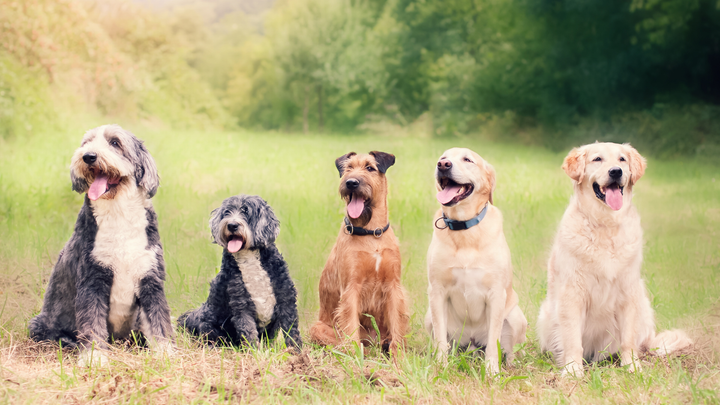 Dog Training Best Tricks and Tips for 2026 | 4 Paws Yorkshire